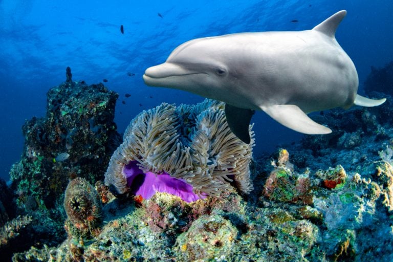 Common Bottlenose Dolphin Facts: Habitat, Diet, Conservation & More