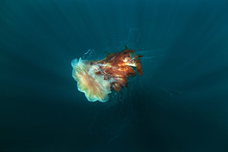 Lion's Mane Jellyfish - American Oceans