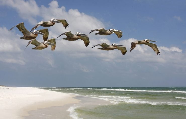 Brown Pelican Fact & Information Guide - American Oceans