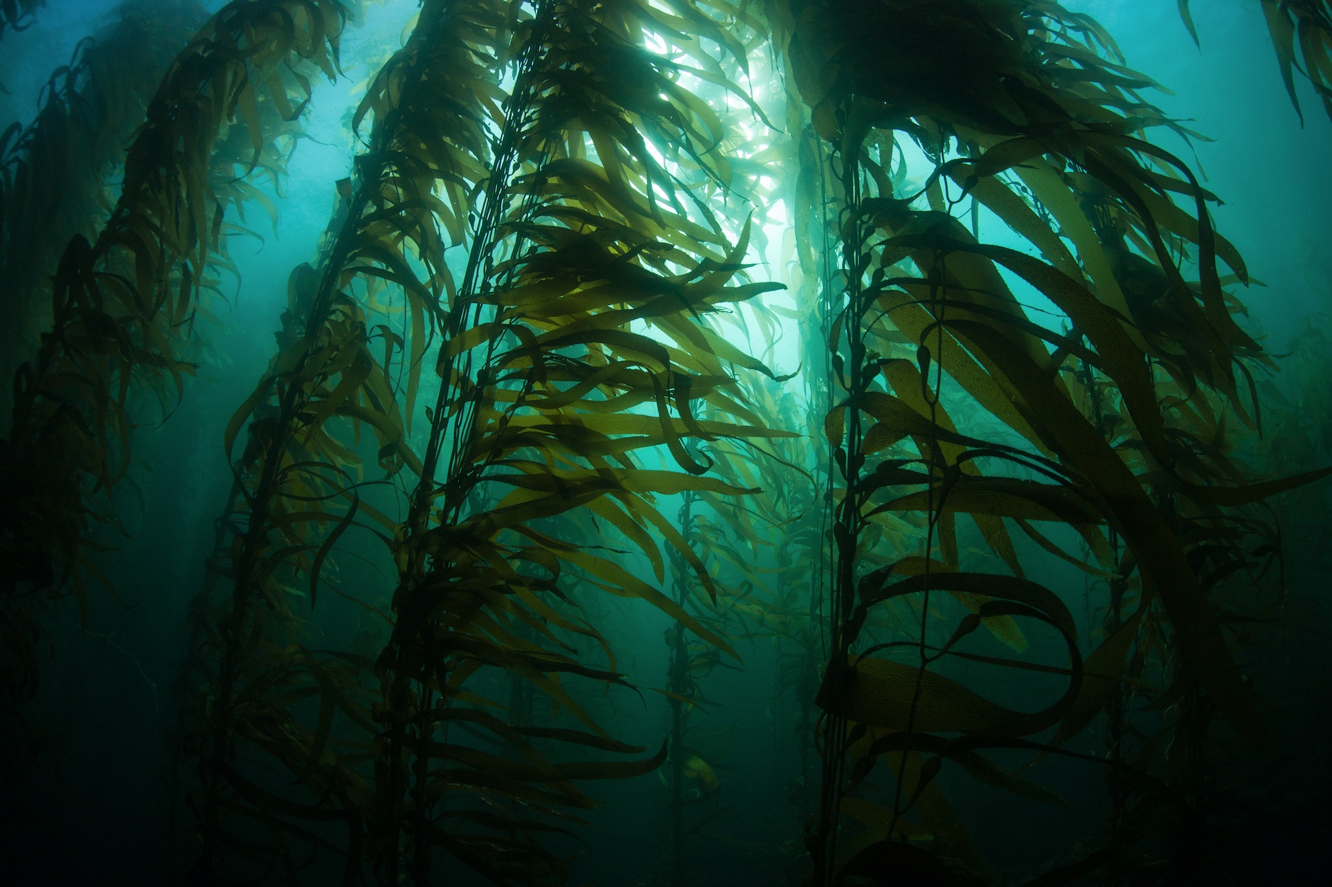 How Much Oxygen Comes From The Ocean American Oceans How Much Oxygen Comes From The Ocean American Oceans