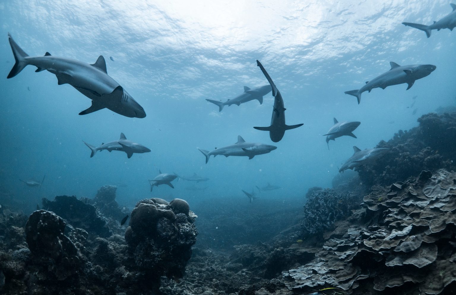 The Effects of Climate Change on Sharks - American Oceans