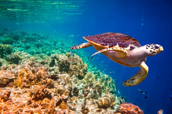 Hawksbill Sea Turtle Fact & Information Guide - American Oceans