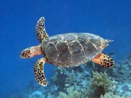 Why Are Hawksbill Turtles Endangered? - American Oceans