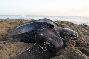 Leatherback Sea Turtle Fact & Info Guide: American Oceans