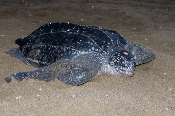 Are Leatherback Turtles Endangered?