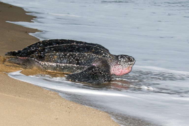 Leatherback Sea Turtle Fact & Info Guide: American Oceans