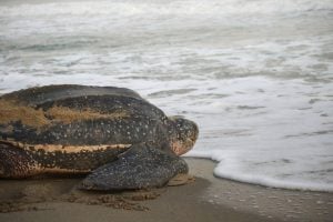 Leatherback Sea Turtle Fact & Info Guide: American Oceans