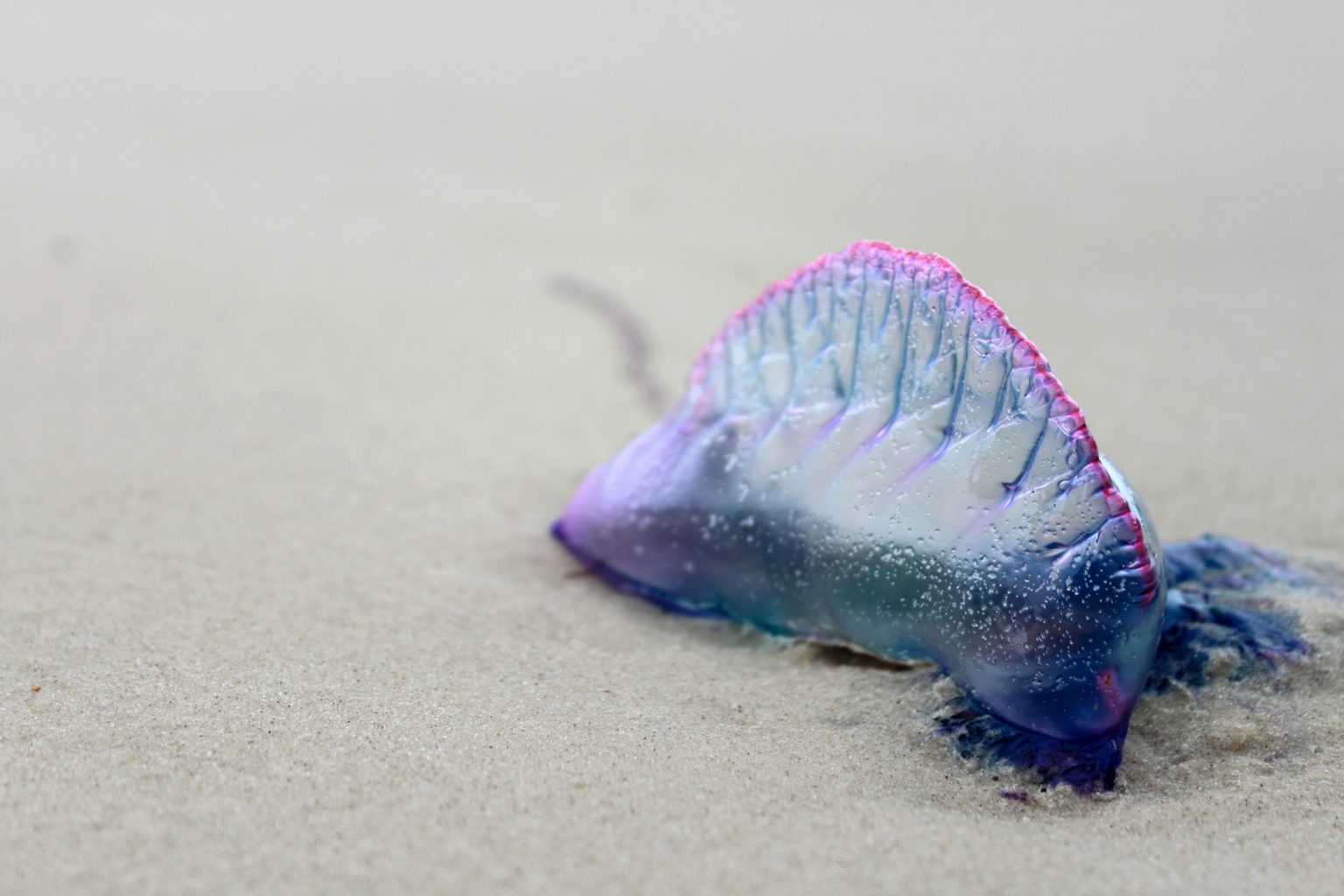 Portuguese Man-o-War Facts: Habitat, Diet, Conservation & More