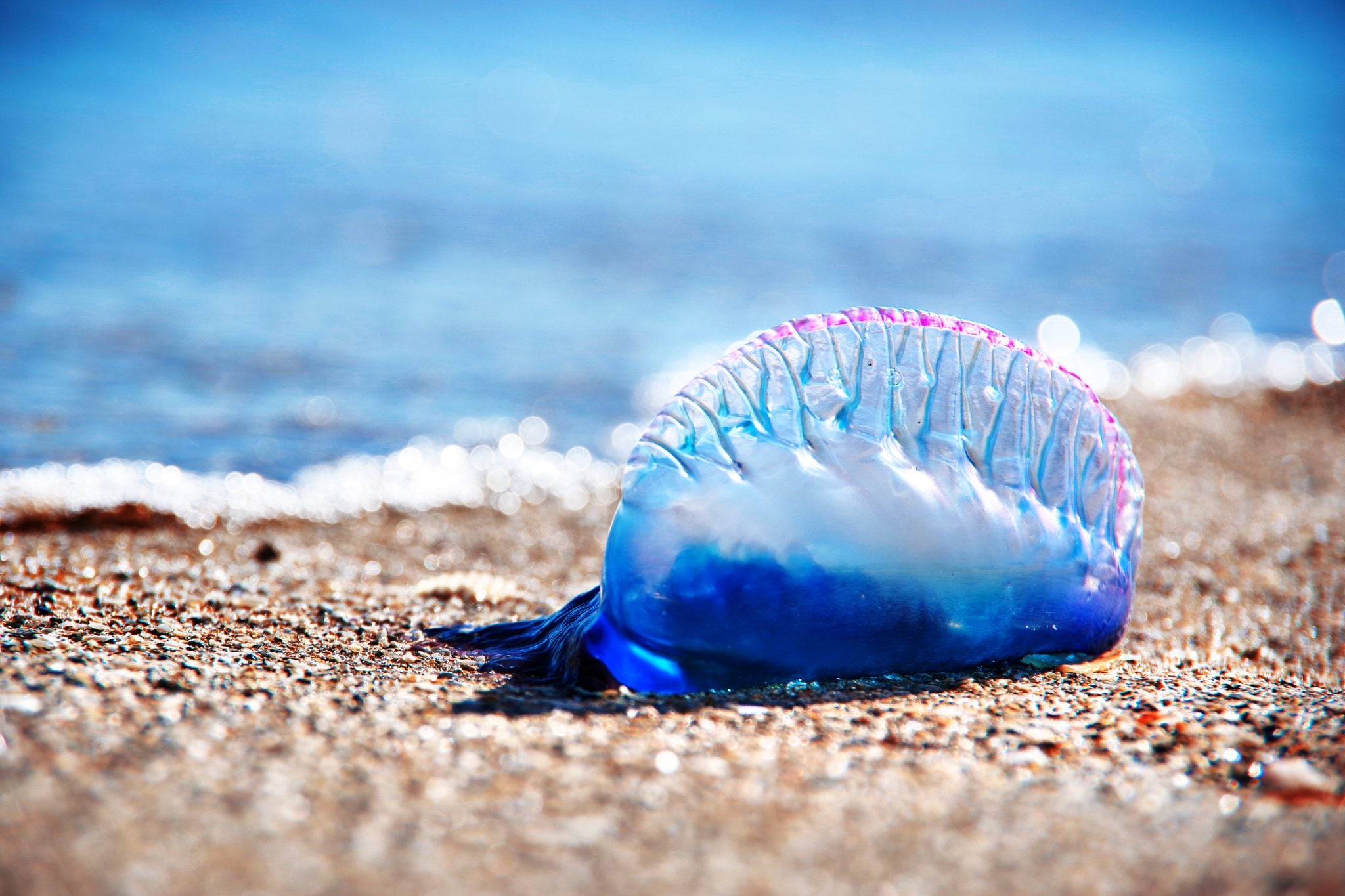 Portuguese Man-o-War Facts: Habitat, Diet, Conservation & More