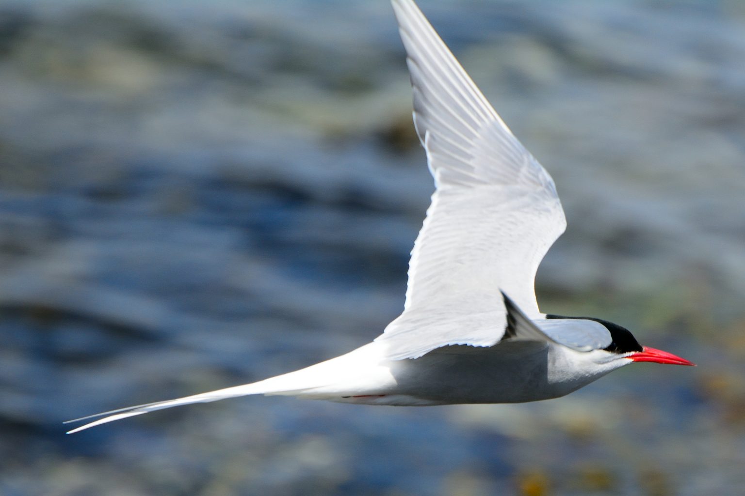How Far Does the Arctic Tern Migrate?