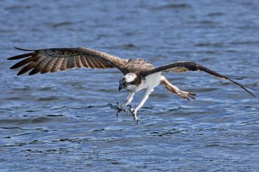 Osprey Fact & Information Guide - American Oceans
