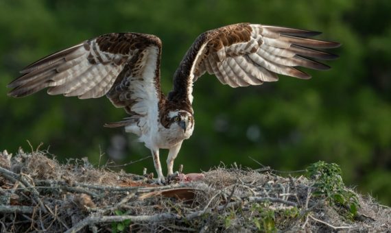 Osprey Fact & Information Guide - American Oceans