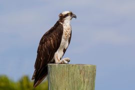 Osprey Fact & Information Guide - American Oceans