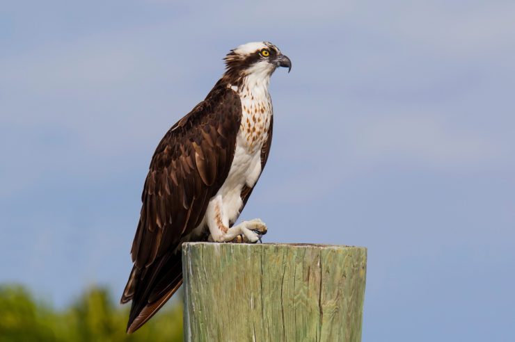 Osprey Fact & Information Guide - American Oceans