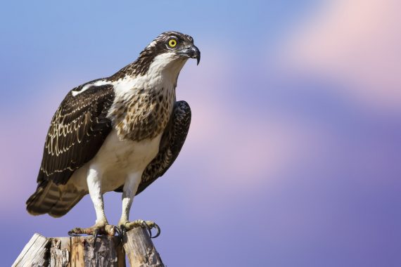 Osprey Fact & Information Guide - American Oceans