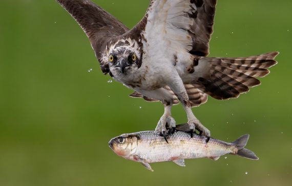Osprey Fact & Information Guide - American Oceans