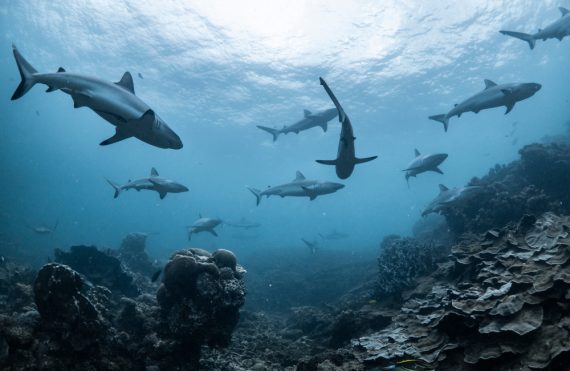 Understanding Shark Fins