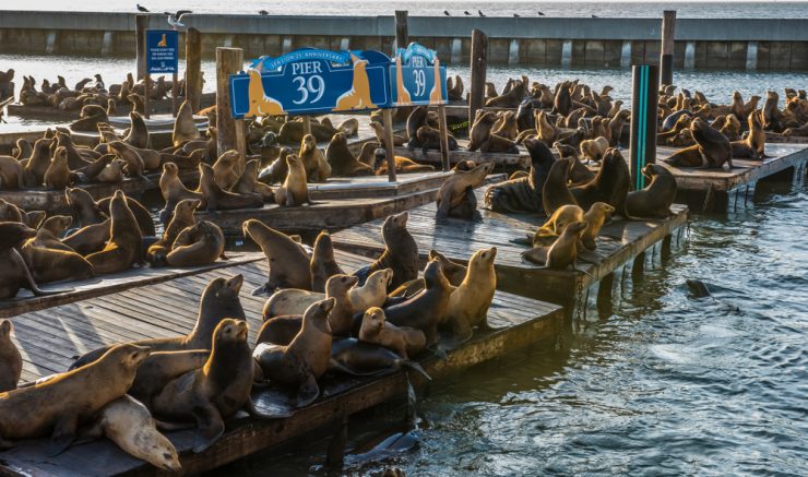 California Sea Lion Facts & Information Guide - American Oceans
