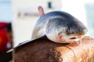 Number of Sharks Killed Per Year- American Oceans