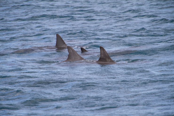 What’s the Difference Between a Dolphin and Shark?