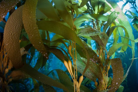 Kelp vs Seaweed: Unveiling the Key Differences and Benefits