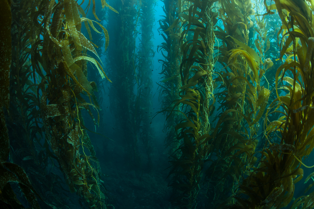 What Is A Kelp Forest What Is A Kelp Forest