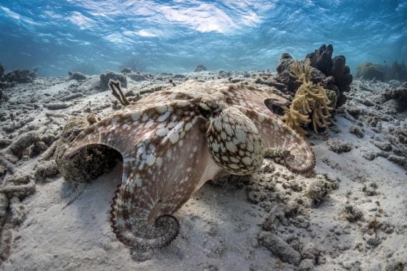 How Does an Octopus Change Color? - American Oceans