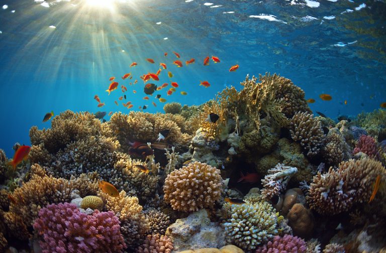What Is the Oldest Coral Reef?