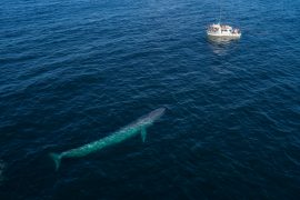 Blue Whale Population Facts