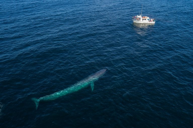 Blue Whale Population Facts