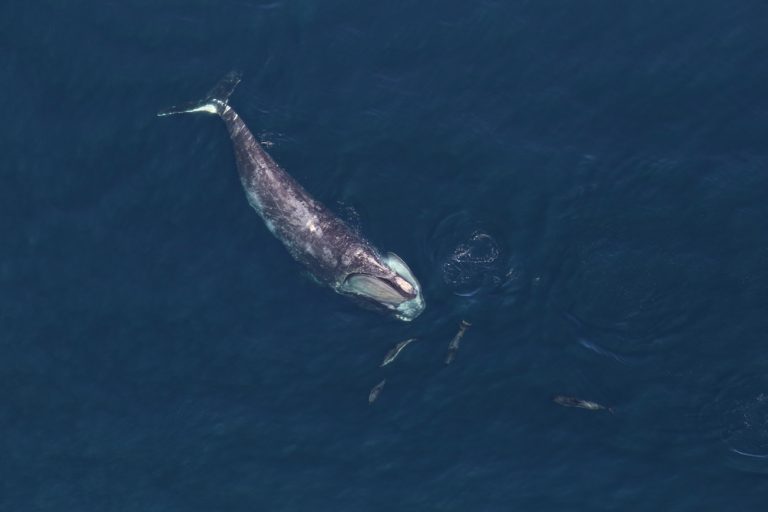 North Atlantic Right Whale Facts: Habitat, Diet, Conservation & More