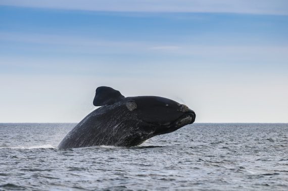 North Atlantic Right Whale Facts: Habitat, Diet, Conservation & More