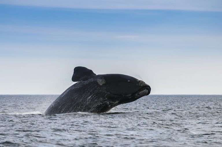 North Atlantic Right Whale Facts: Habitat, Diet, Conservation & More