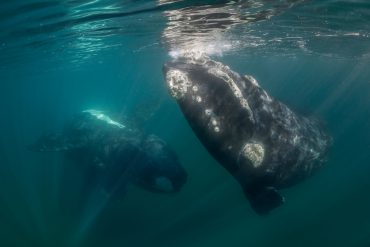 North Atlantic Right Whale Facts: Habitat, Diet, Conservation & More