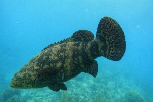 Atlantic Goliath Grouper Facts & Information Guide- American Oceans
