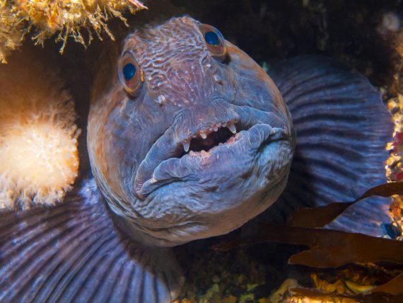 Atlantic Wolffish Fact & Information Guide - American Oceans