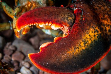 American Lobster Fact & Information Guide - American Oceans