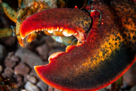 American Lobster Fact & Information Guide - American Oceans