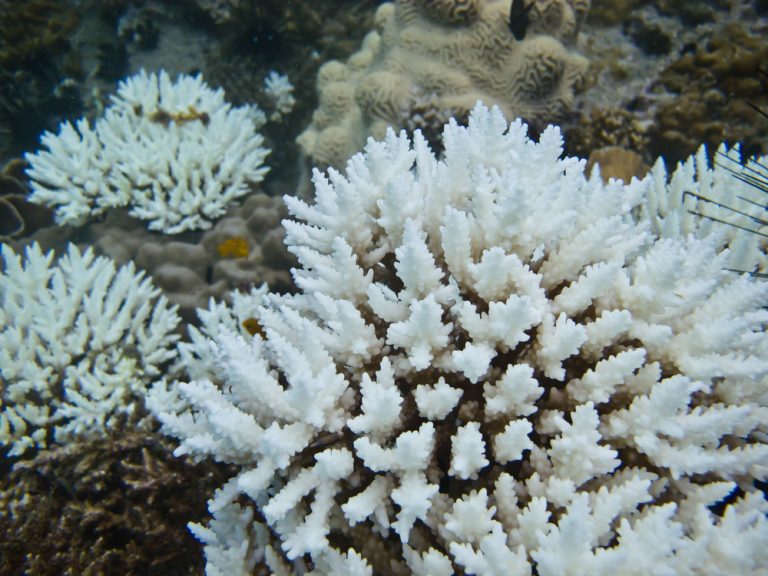 All You Need to Know About Coral Bleaching - American Oceans