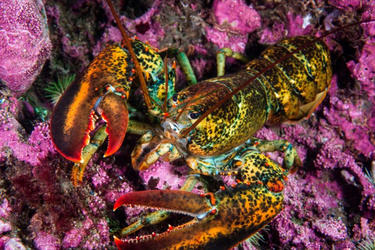 American Lobster Fact & Information Guide - American Oceans