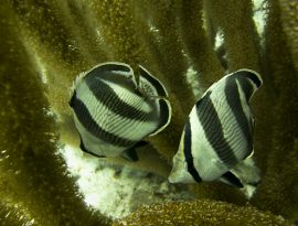 Banded Butterflyfish Facts & Information Guide - American Oceans