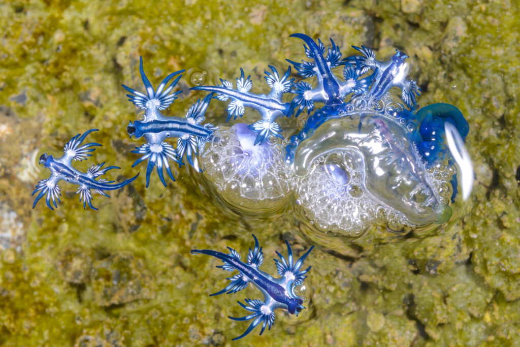 Blue Glaucus American Oceans Blue Glaucus American Oceans