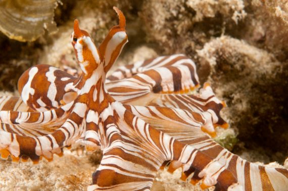 Larger Pacific Striped Octopus Facts & Information Guide - American Oceans