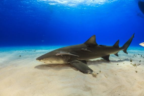 What is a Requiem Shark?