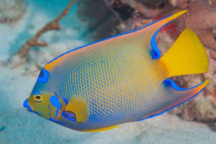 Queen Angelfish Facts & Information Guide American Oceans