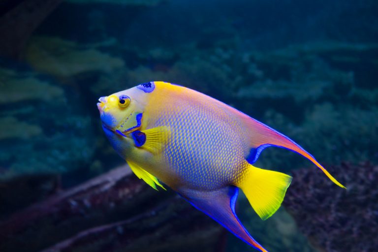 Queen Angelfish Facts & Information Guide American Oceans