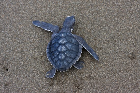 Kemp’s Ridley Sea Turtle Facts & Information Guide - American Oceans