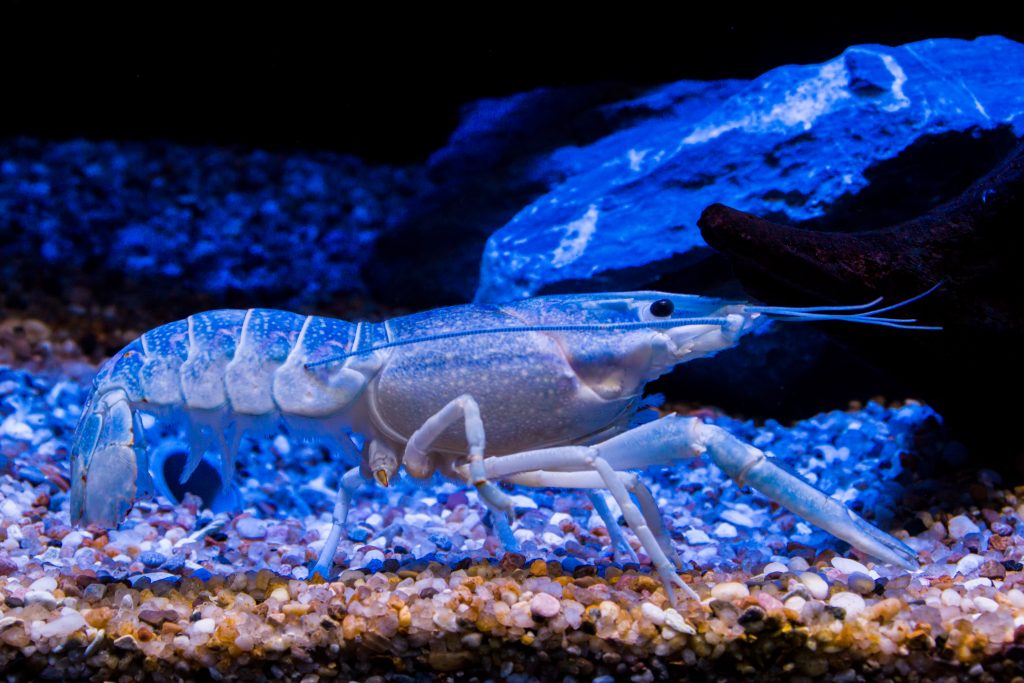 Atlantic White Shrimp