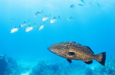 A Guide to the Different Types of Grouper - American Oceans