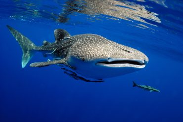 3 Species of Filter Feeding Sharks to Know